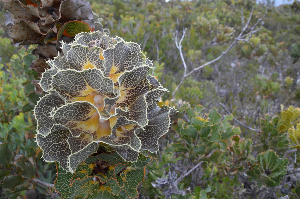 Royal Hakea - Hakea Victoria - Inspiration Outdoors