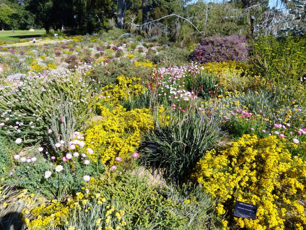 WA Wildflowers - Where, when and how to see them | Inspiration Outdoors