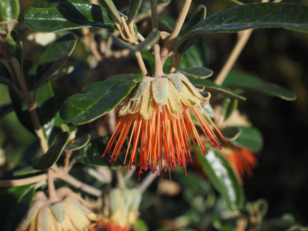 Wonderful WA Wildflowers - The best year yet!