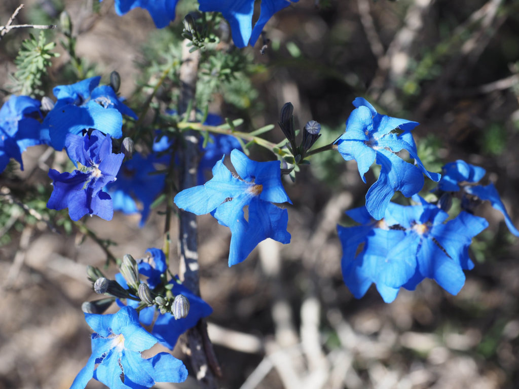 Wonderful WA Wildflowers - The best year yet!
