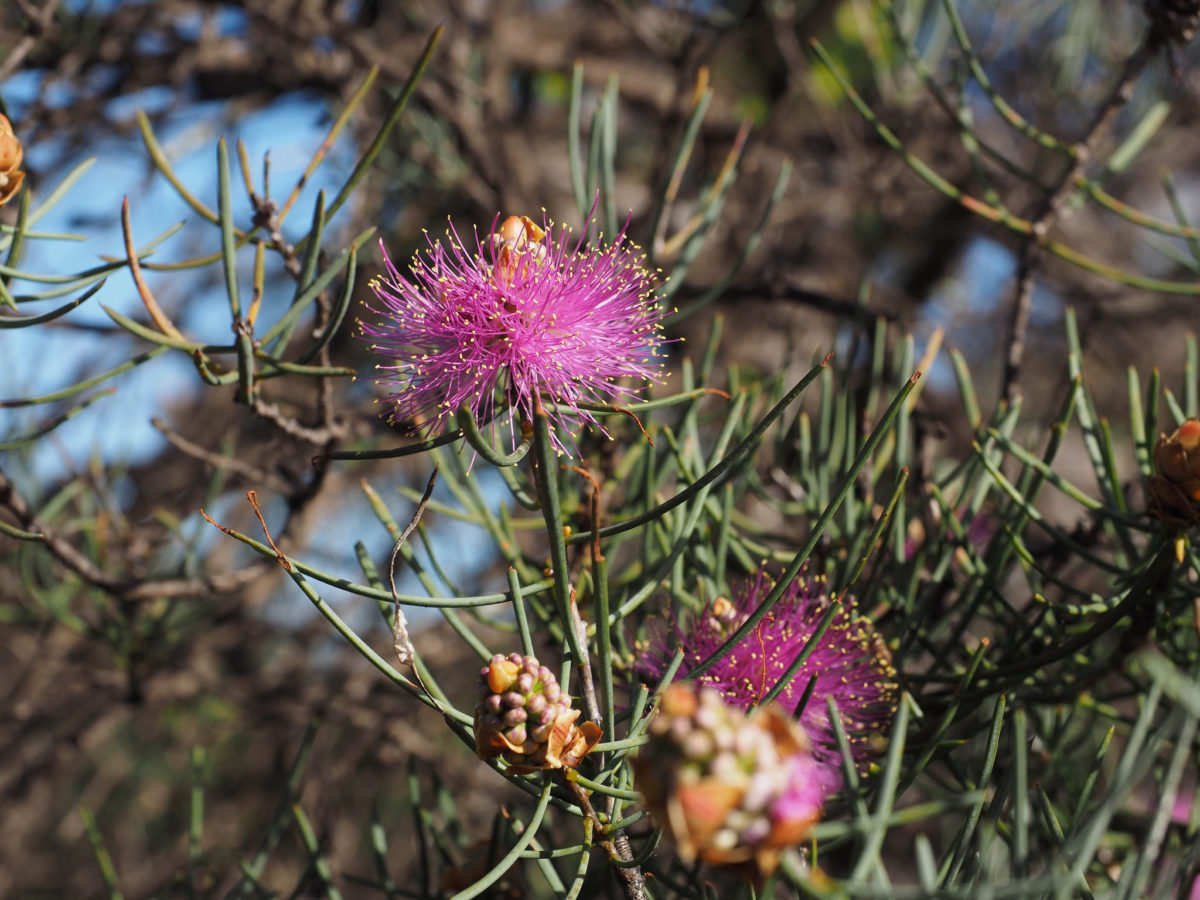 Wonderful WA Wildflowers - The best year yet!