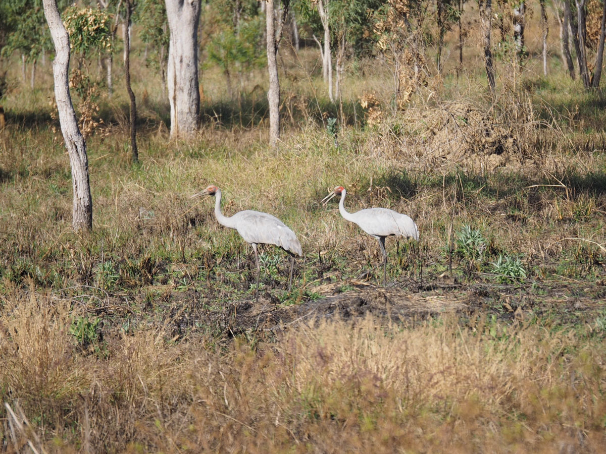Bird watchers guide to the Kimberley | Inspiration Outdoors