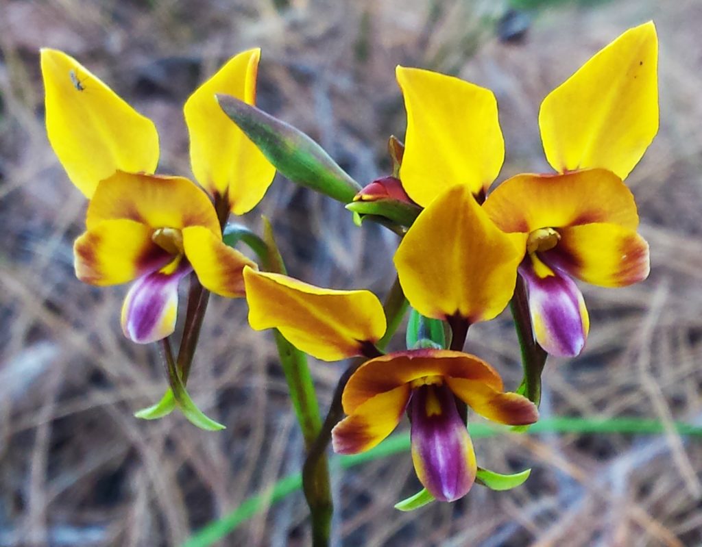 9 Must-See West Australian Orchids | Inspiration Outdoors