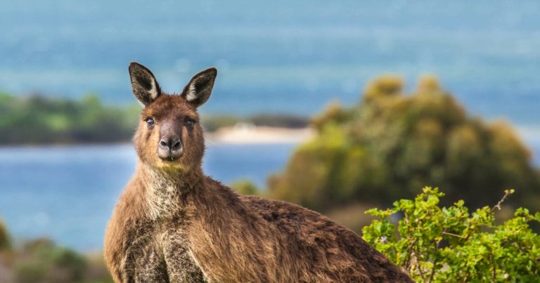 Wildlife Wonders of Kangaroo Island | Inspiration Outdoors