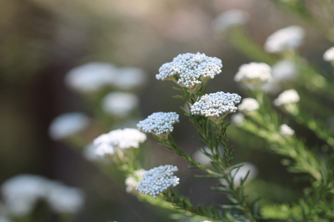 A Wildflower Lover’s Guide to Kangaroo Island | Inspiration Outdoors